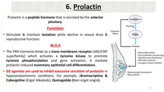 Endocrine System, Intro. (Pituitry Hormones & Thyroid Hormones)- ppt by ...