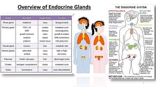Endocrine System, Intro. (Pituitry Hormones & Thyroid Hormones)- ppt by ...