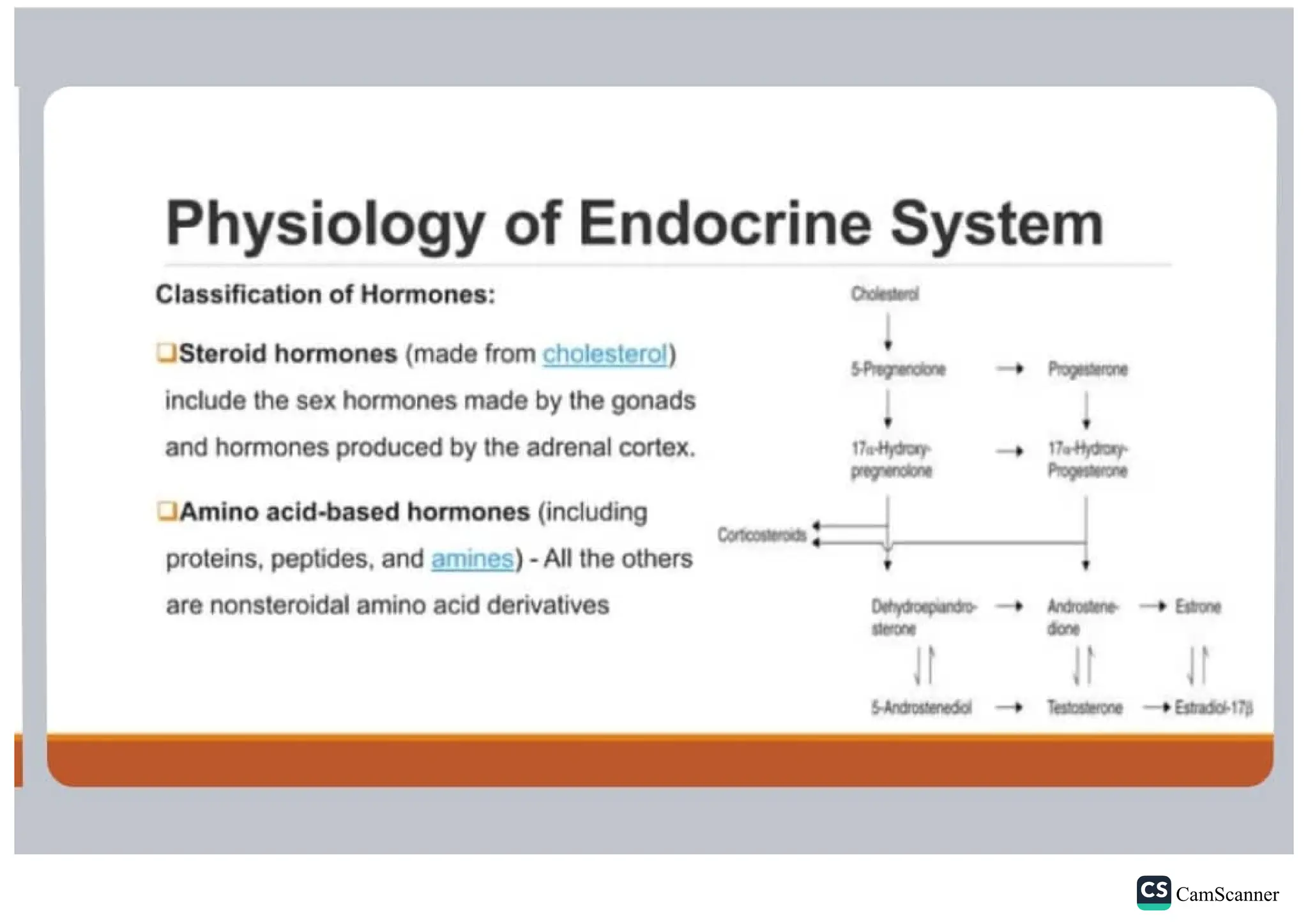 Endocrine System Physioanatomy.pdf Physiology and Anatomy of Endocrine ...