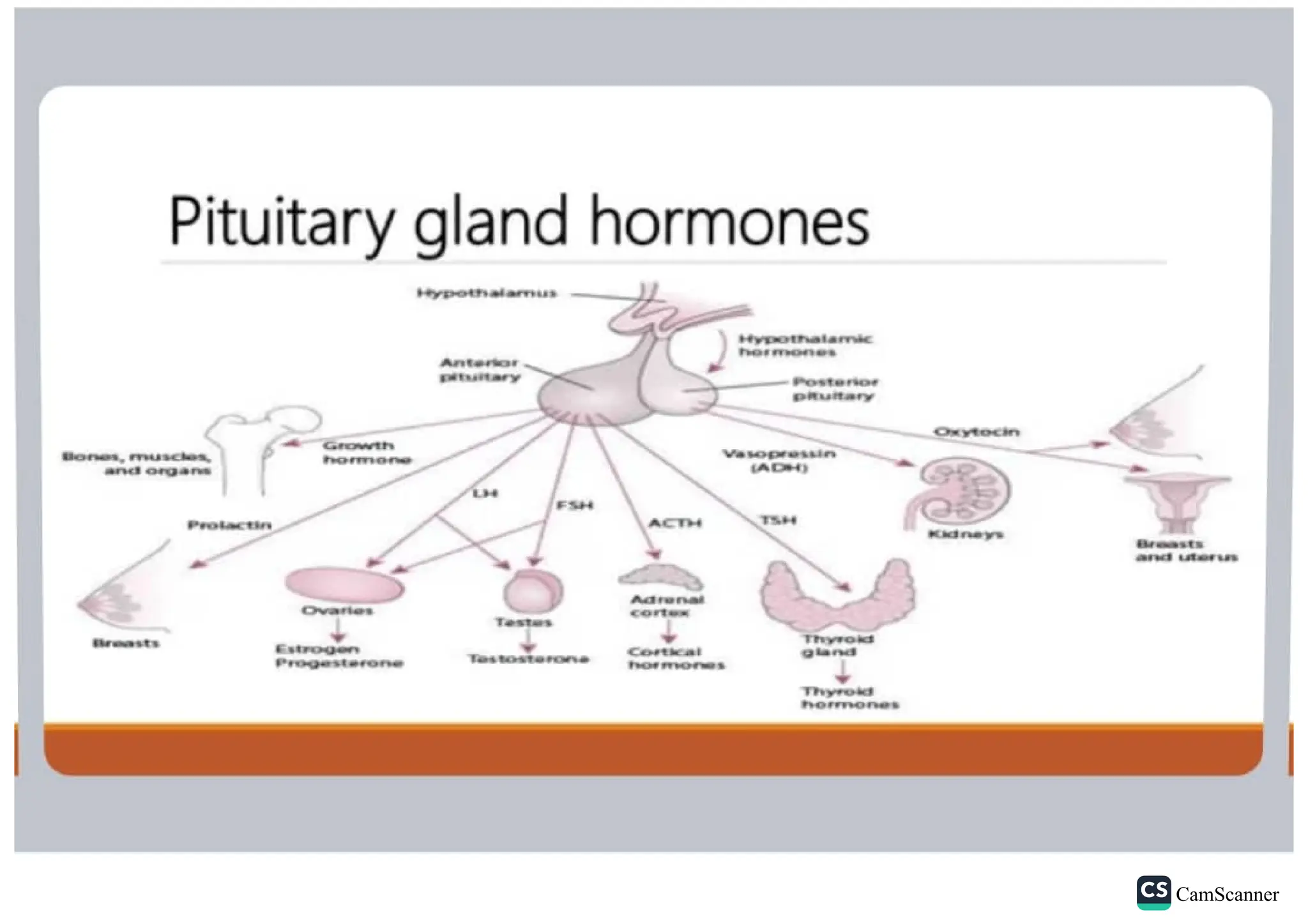 Endocrine System Physioanatomy.pdf Physiology and Anatomy of Endocrine ...