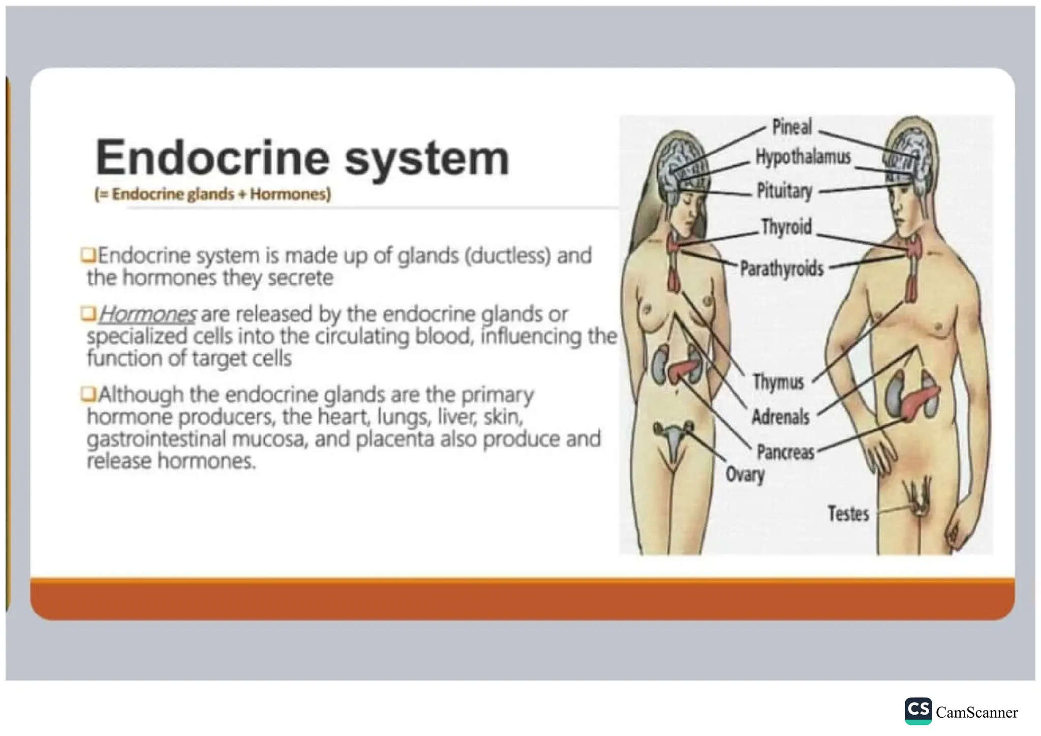 Endocrine System Physioanatomy.pdf Physiology and Anatomy of Endocrine System.pdf
