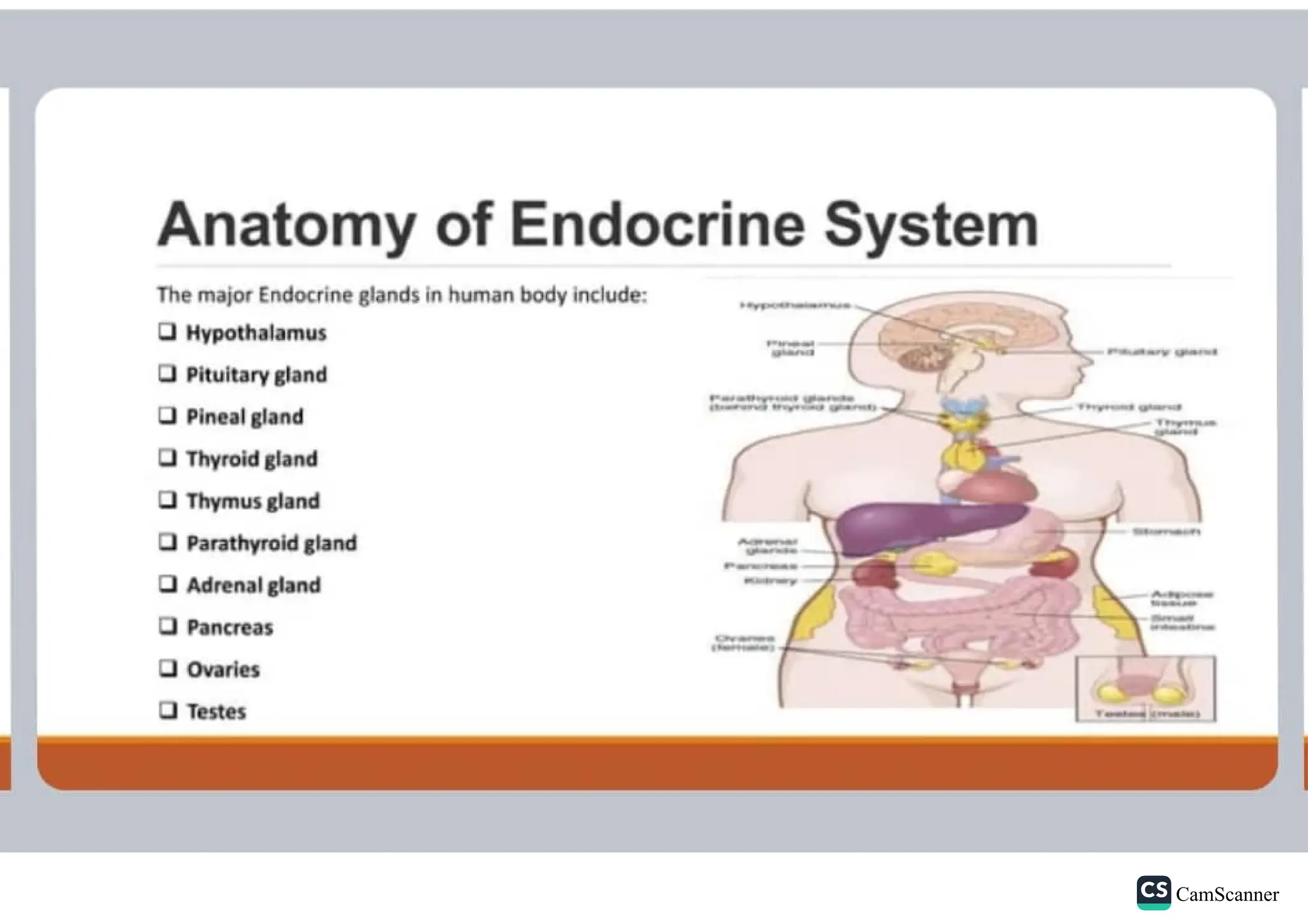 Endocrine System Physioanatomy.pdf Physiology and Anatomy of Endocrine ...