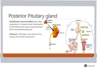 Endocrine System Physioanatomy.pdf Physiology and Anatomy of Endocrine ...