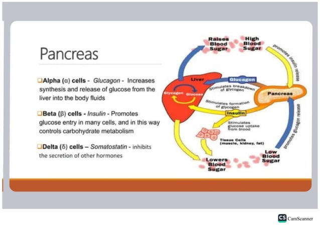 Endocrine System Physioanatomy.pdf Physiology and Anatomy of Endocrine ...