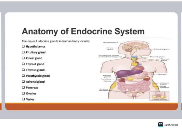 Endocrine System Physioanatomy.pdf Physiology and Anatomy of Endocrine ...