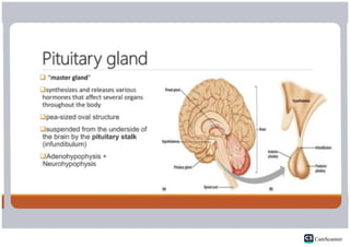 Endocrine System Physioanatomy.pdf Physiology and Anatomy of Endocrine ...