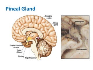 Endocrine system lecture | PPTX | Thyroid Disorders | Endocrine and ...