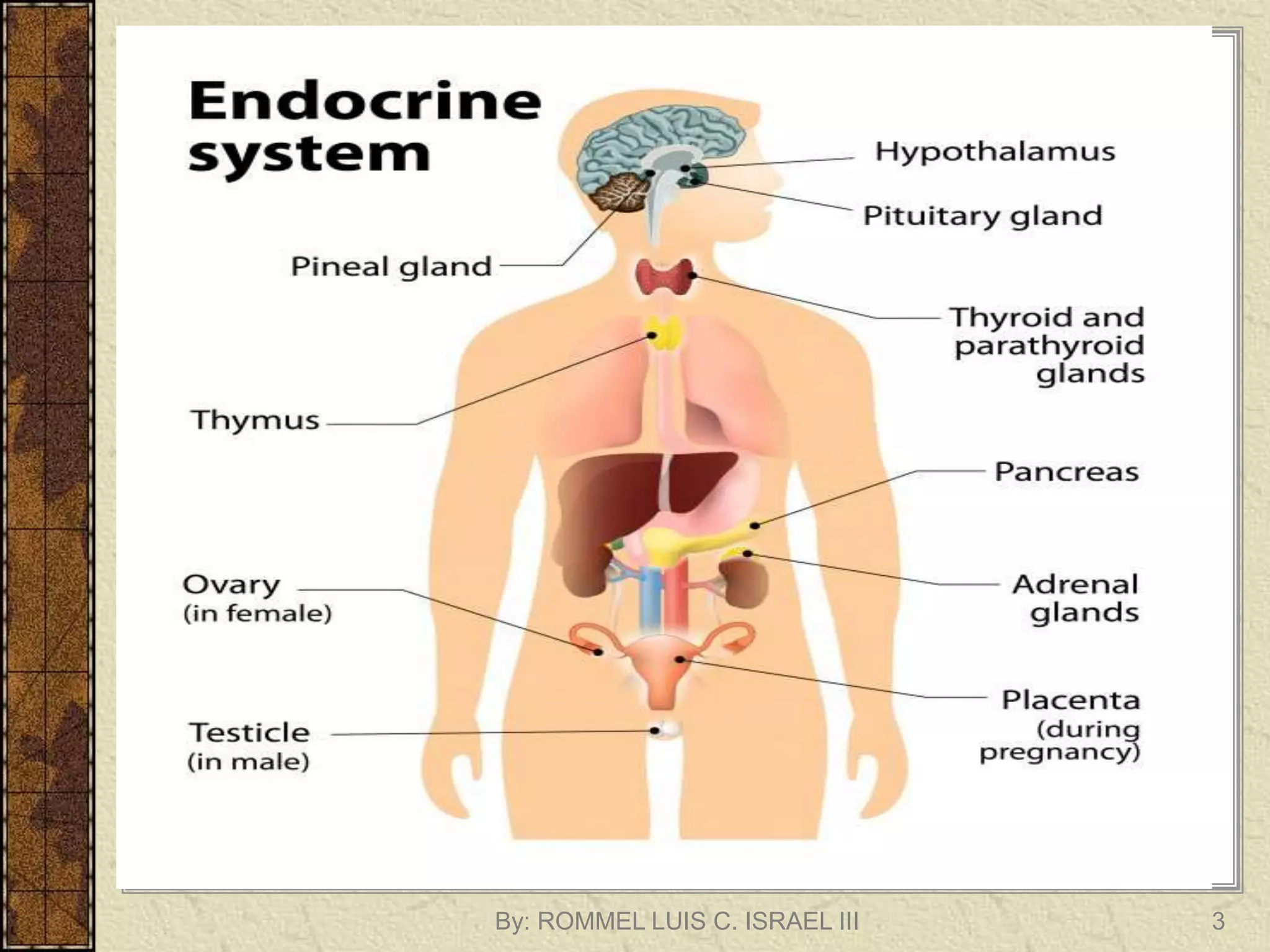 CLIENTS WITH PROBLEMS IN ENDOCRINE SYSTEM | PPT