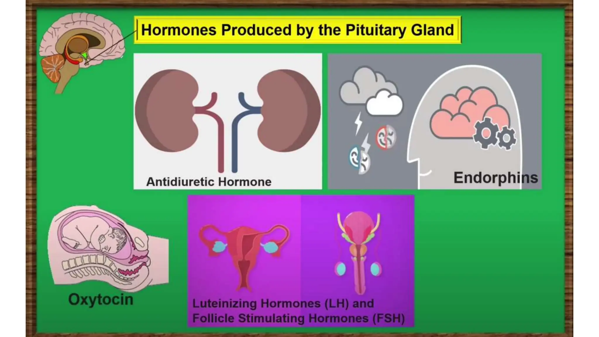 endocrine system lesson 1 [Autosaved].pptx