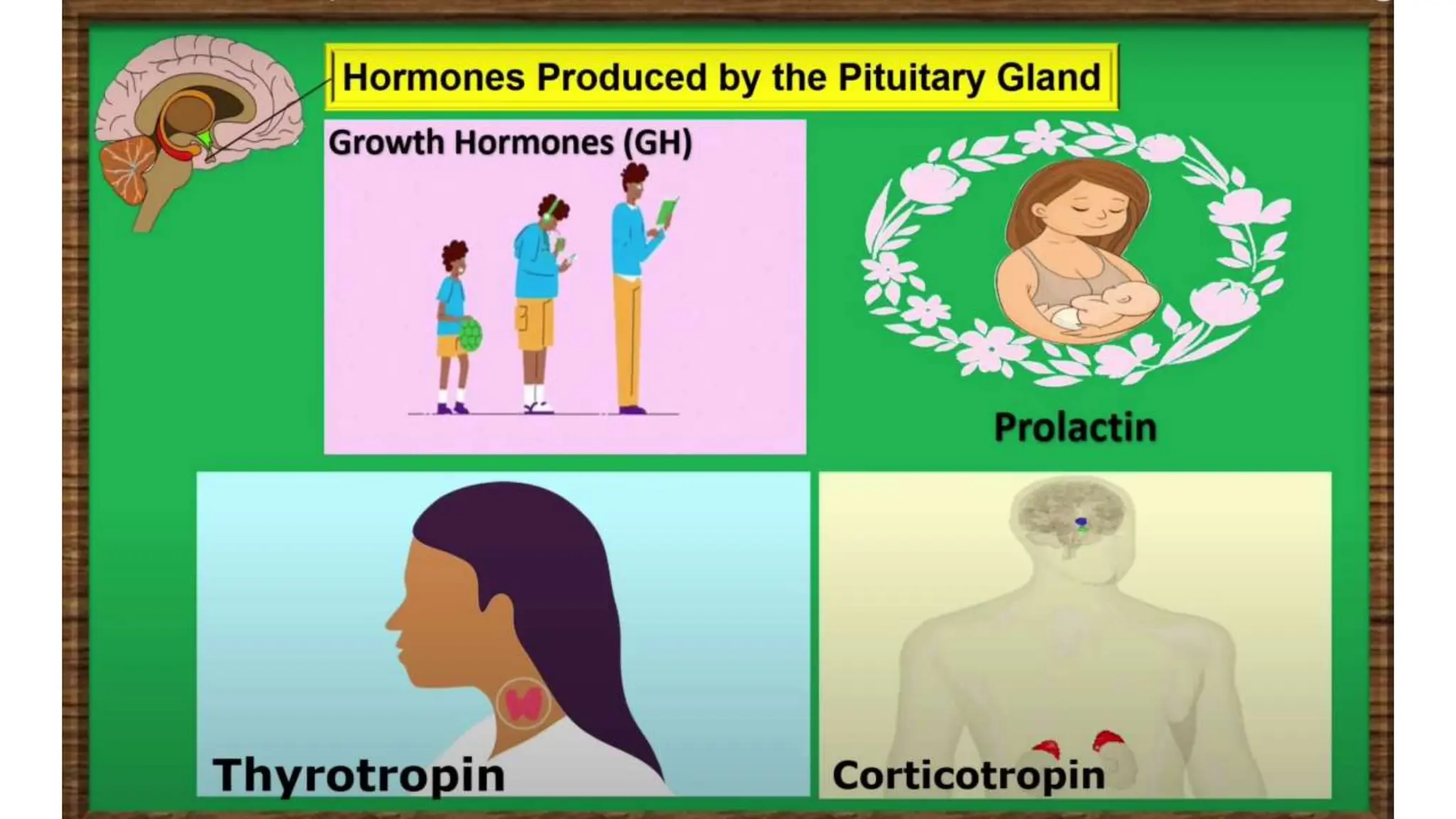endocrine system lesson 1 [Autosaved].pptx