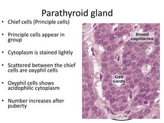 Endocrine system modified1 copy | PPT