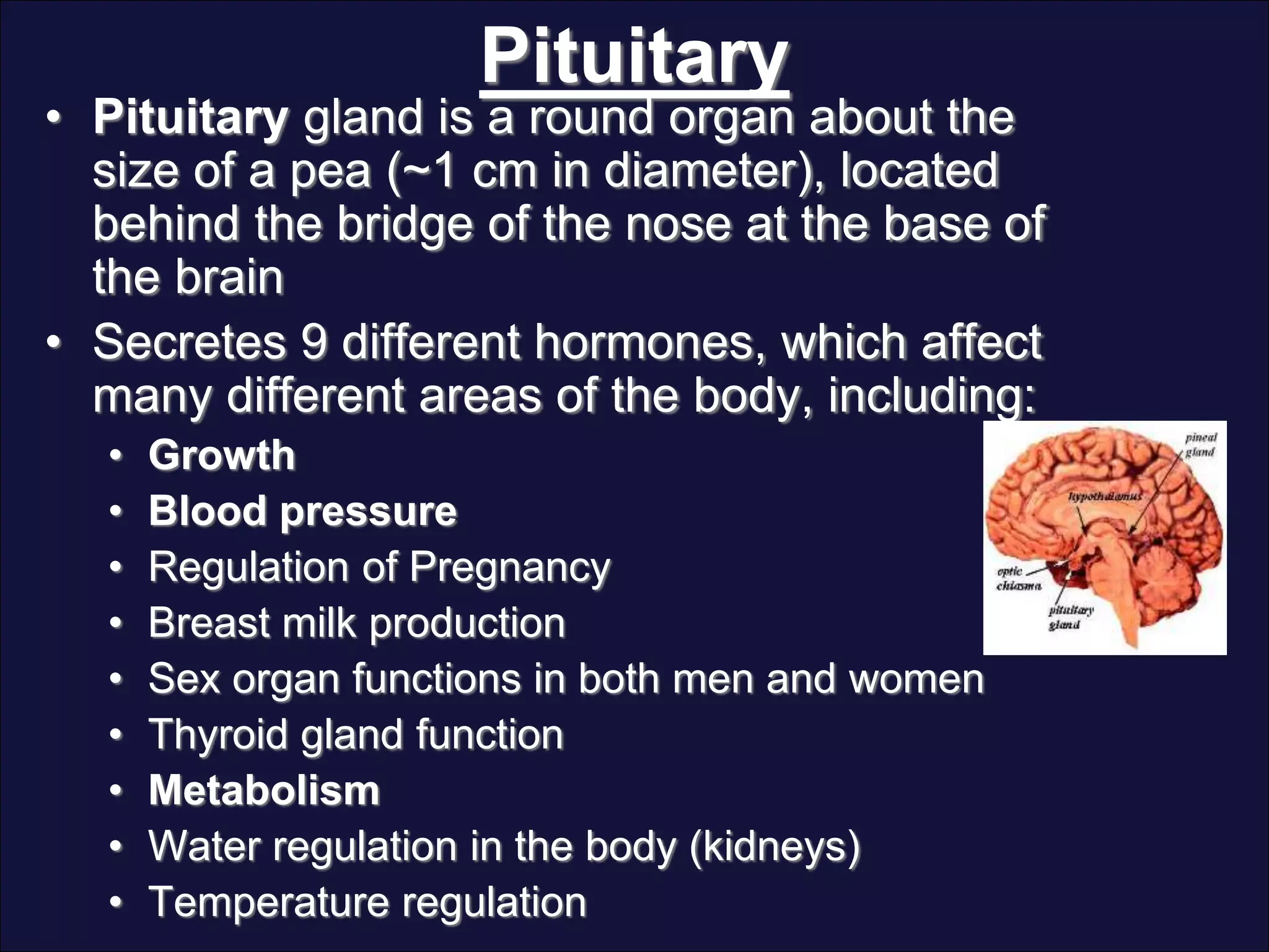 Endocrine_Systemnew.ppt