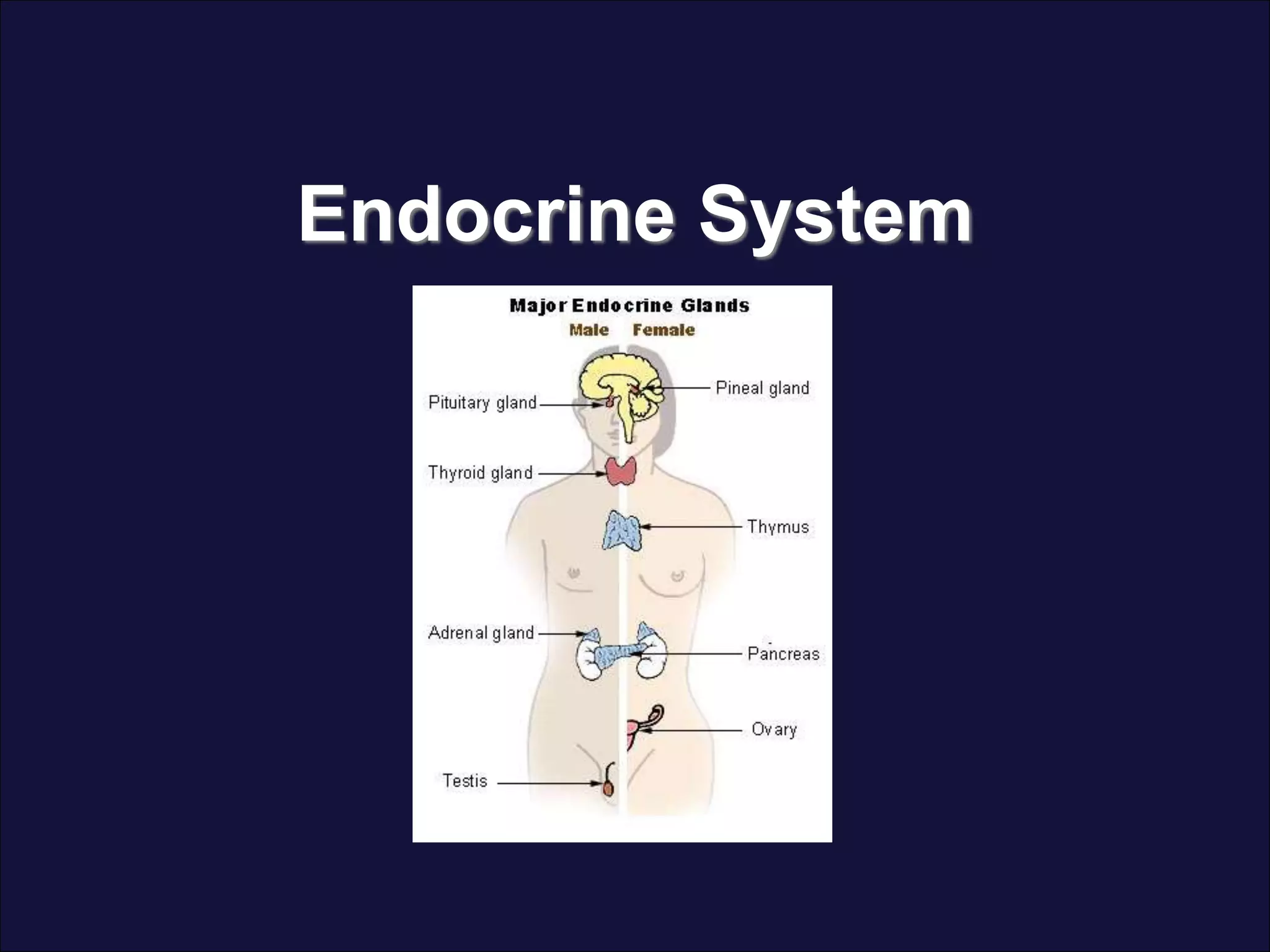 Endocrine_Systemnew.pptx