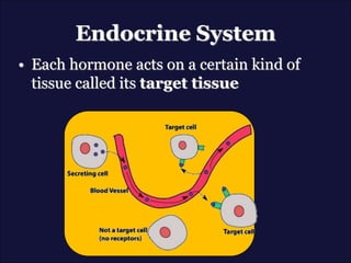 Endocrine_Systemnew.pptx