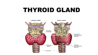 Endocrine System Nirali for 1st Semester B.Sc Nursing & GNM.pptx