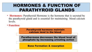 Endocrine System Nirali for 1st Semester B.Sc Nursing & GNM.pptx