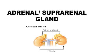 Endocrine System Nirali for 1st Semester B.Sc Nursing & GNM.pptx