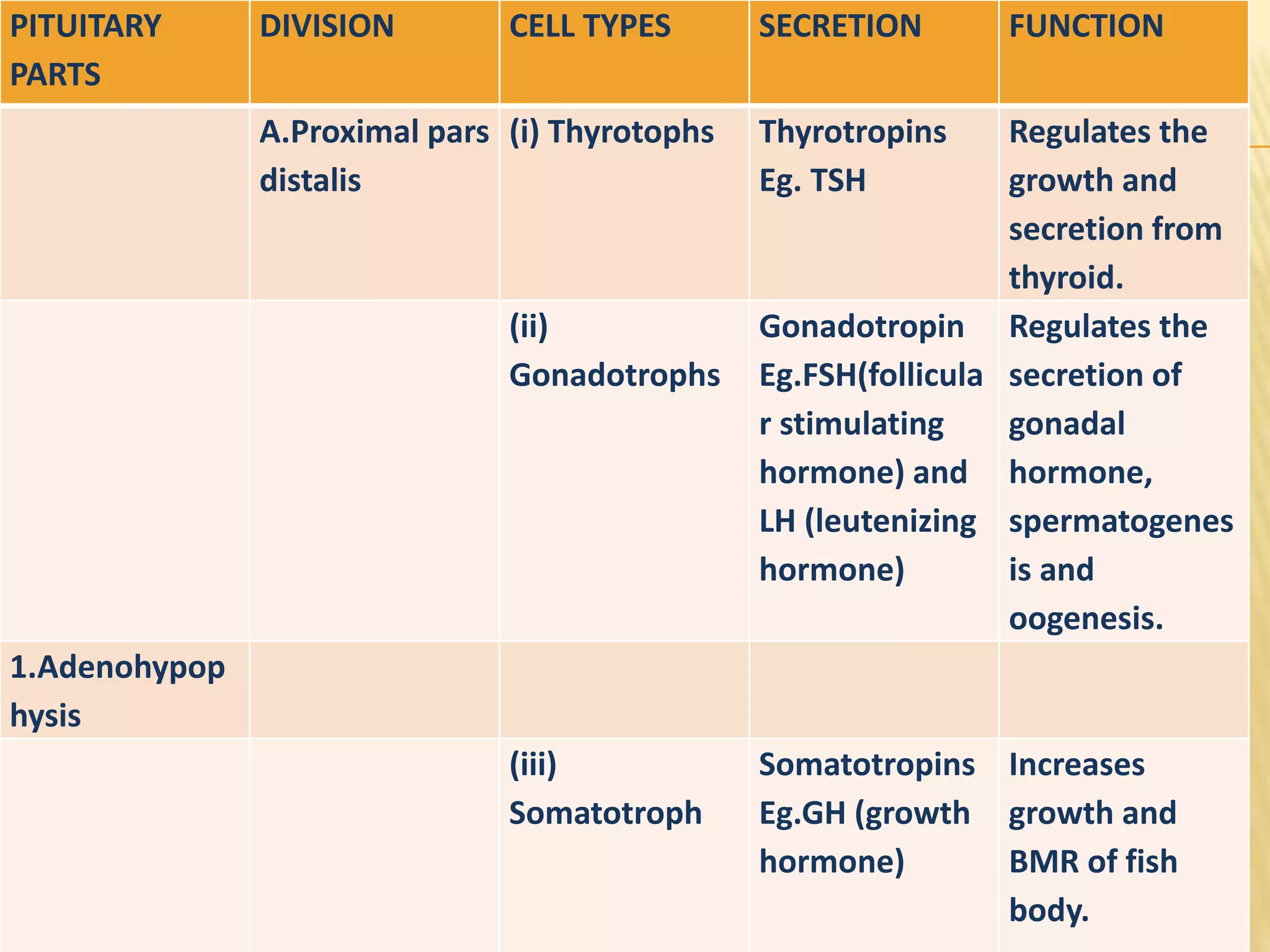 Endocrine system of fishes ppt | PPTX