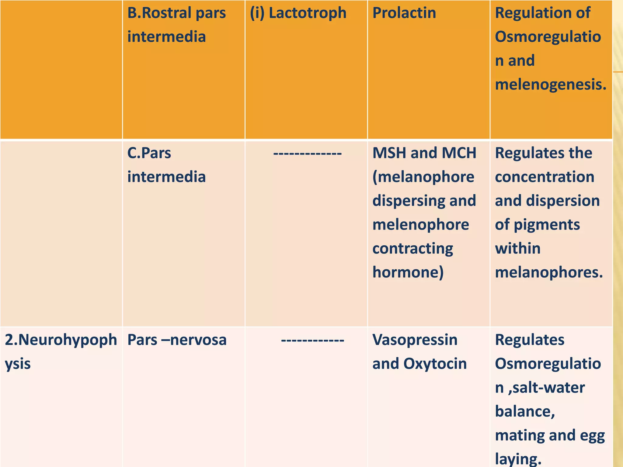 Endocrine system of fishes ppt | PPTX