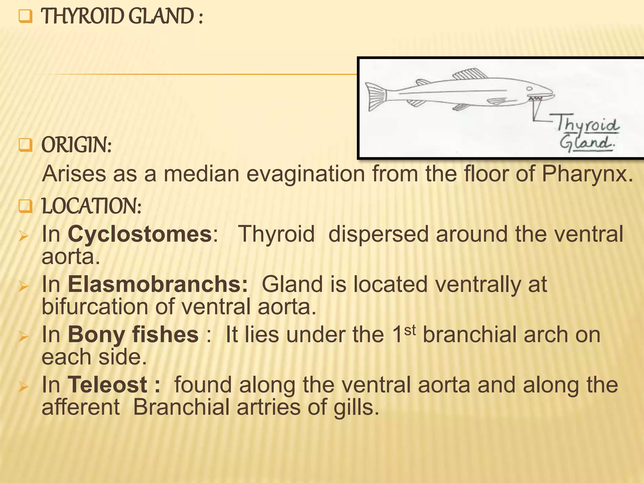 Endocrine system of fishes ppt | PPTX