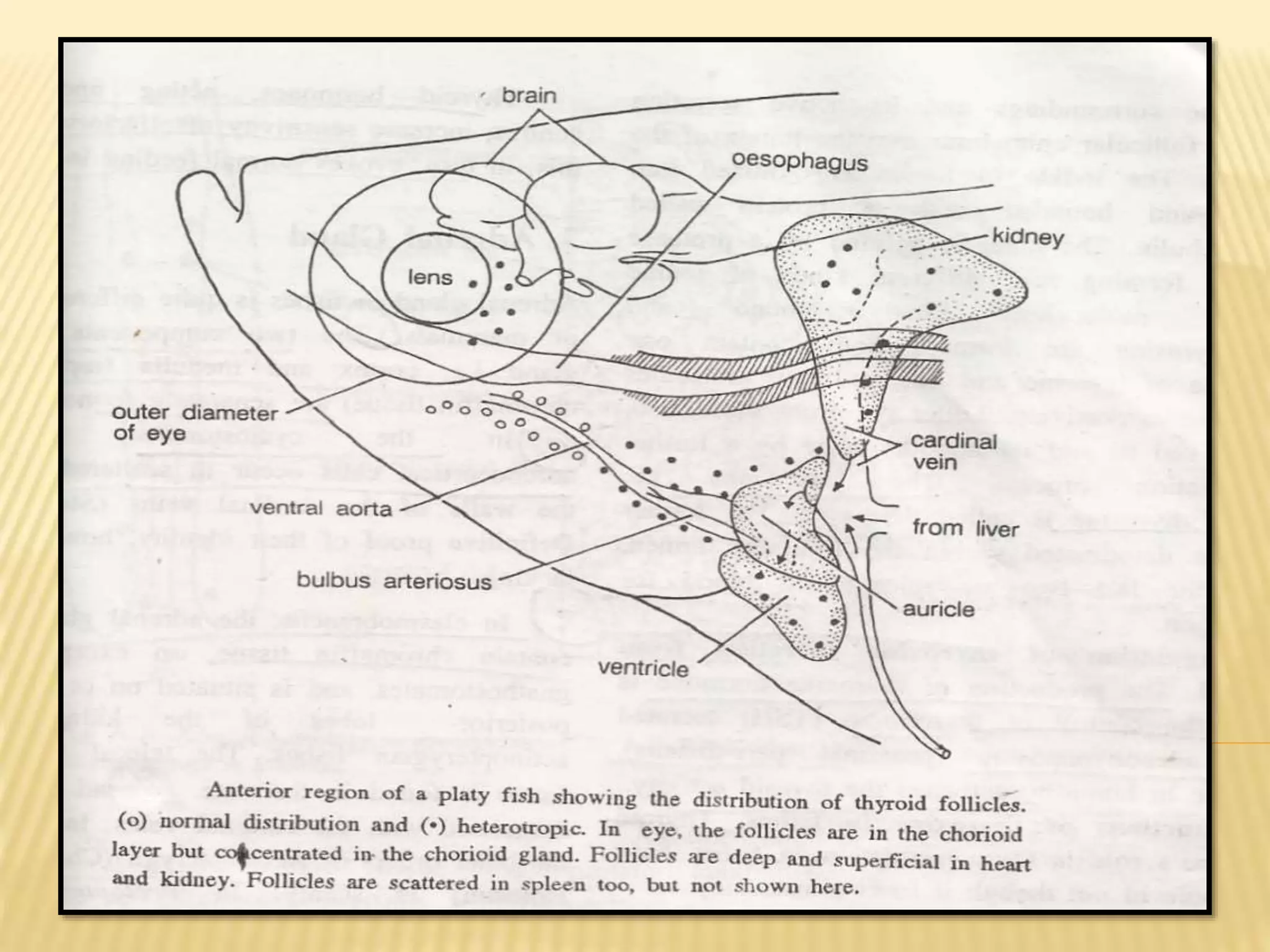Endocrine system of fishes ppt | PPTX