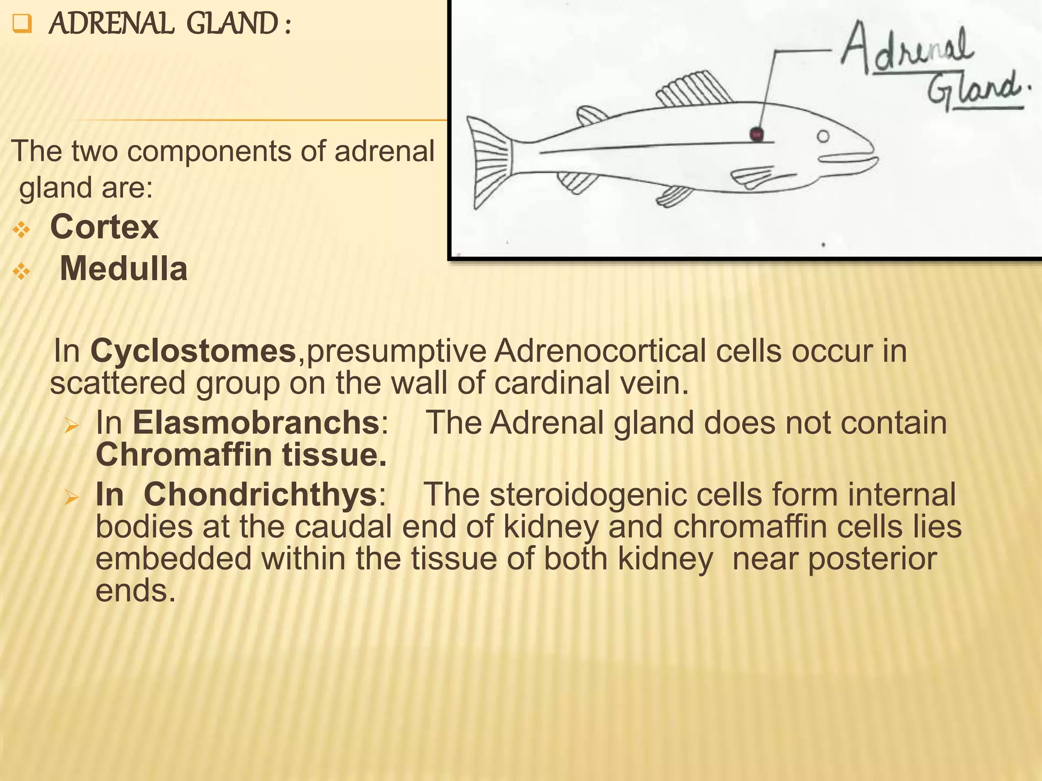 Endocrine system of fishes ppt | PPTX