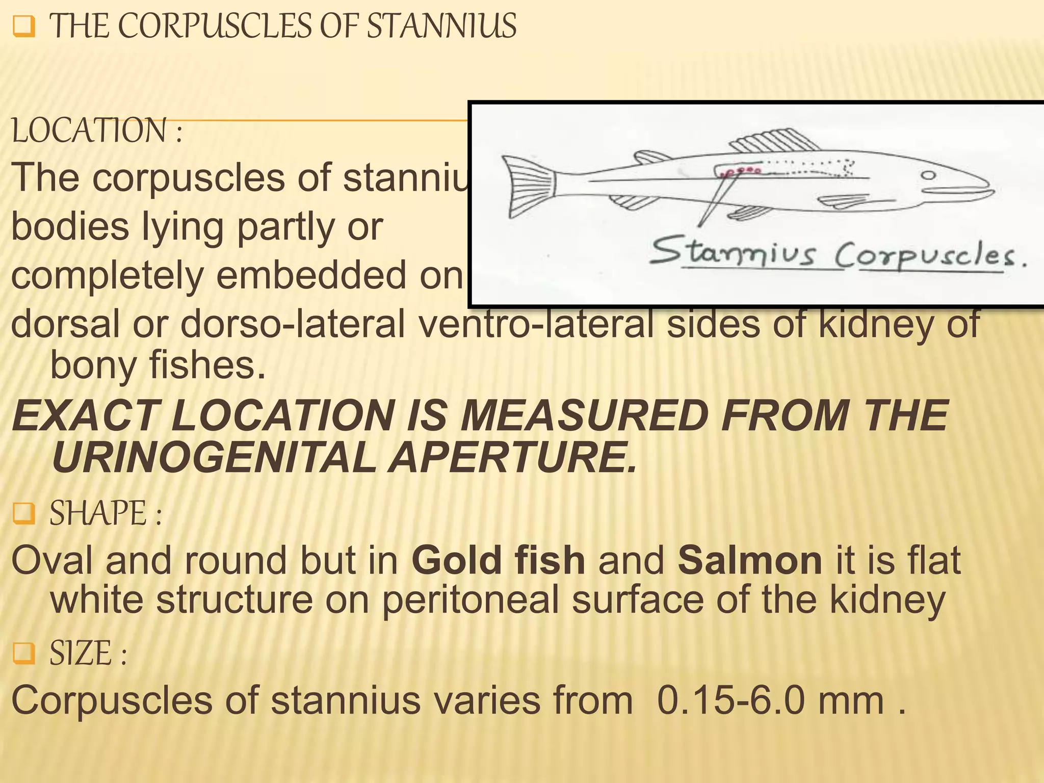 Endocrine system of fishes ppt | PPTX