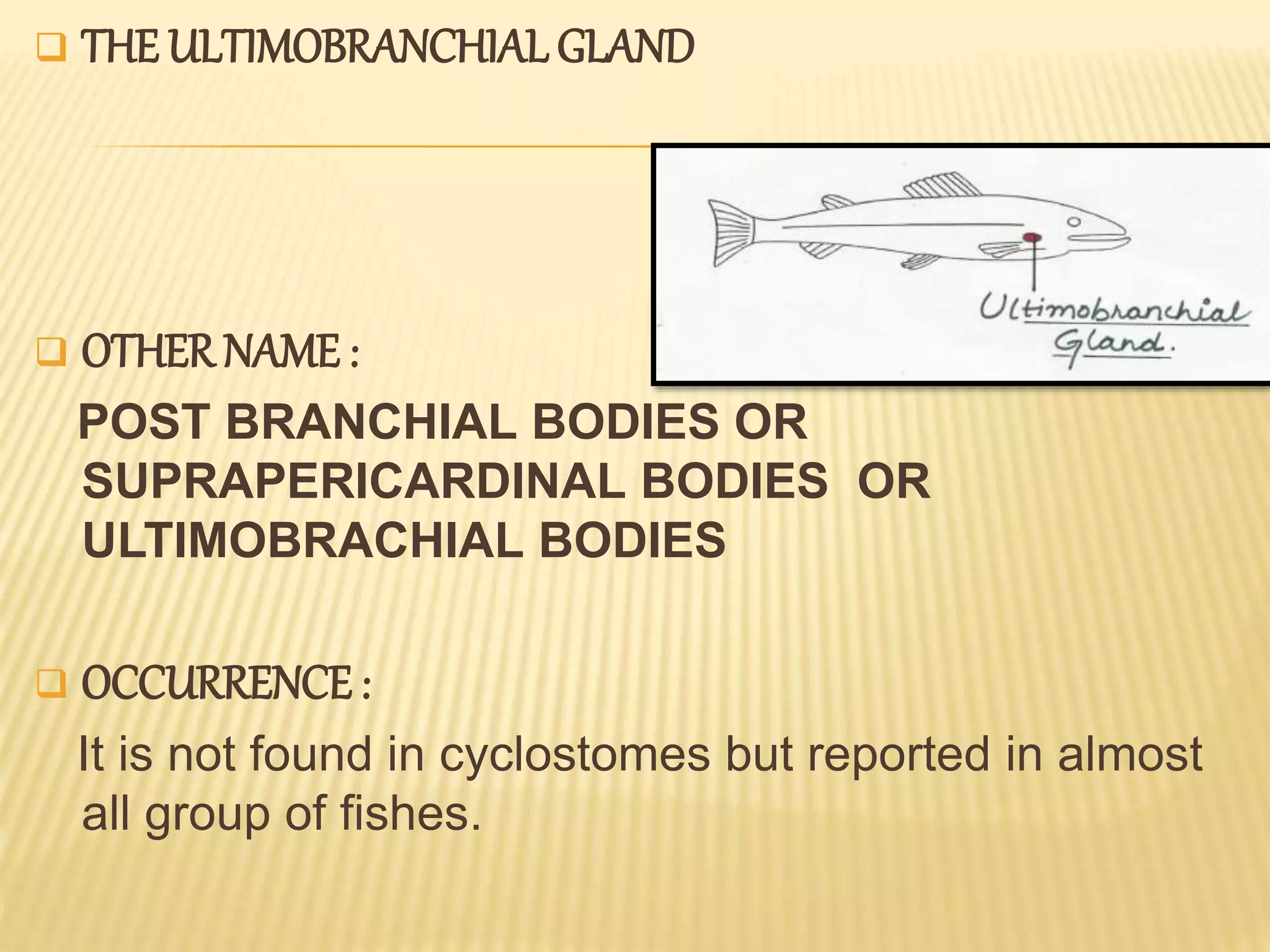 Endocrine system of fishes ppt | PPTX