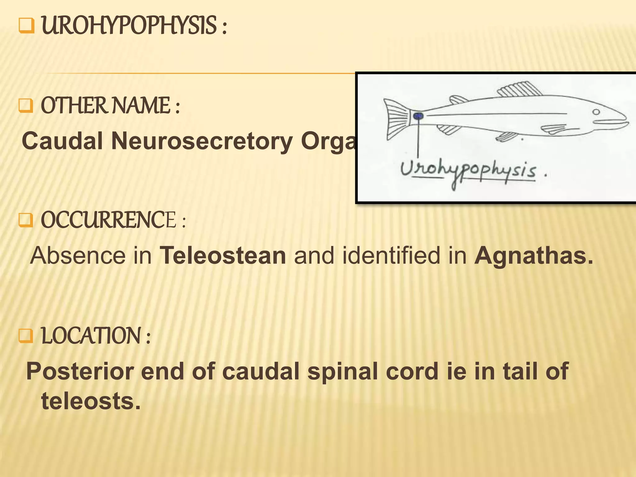 Endocrine system of fishes ppt | PPTX
