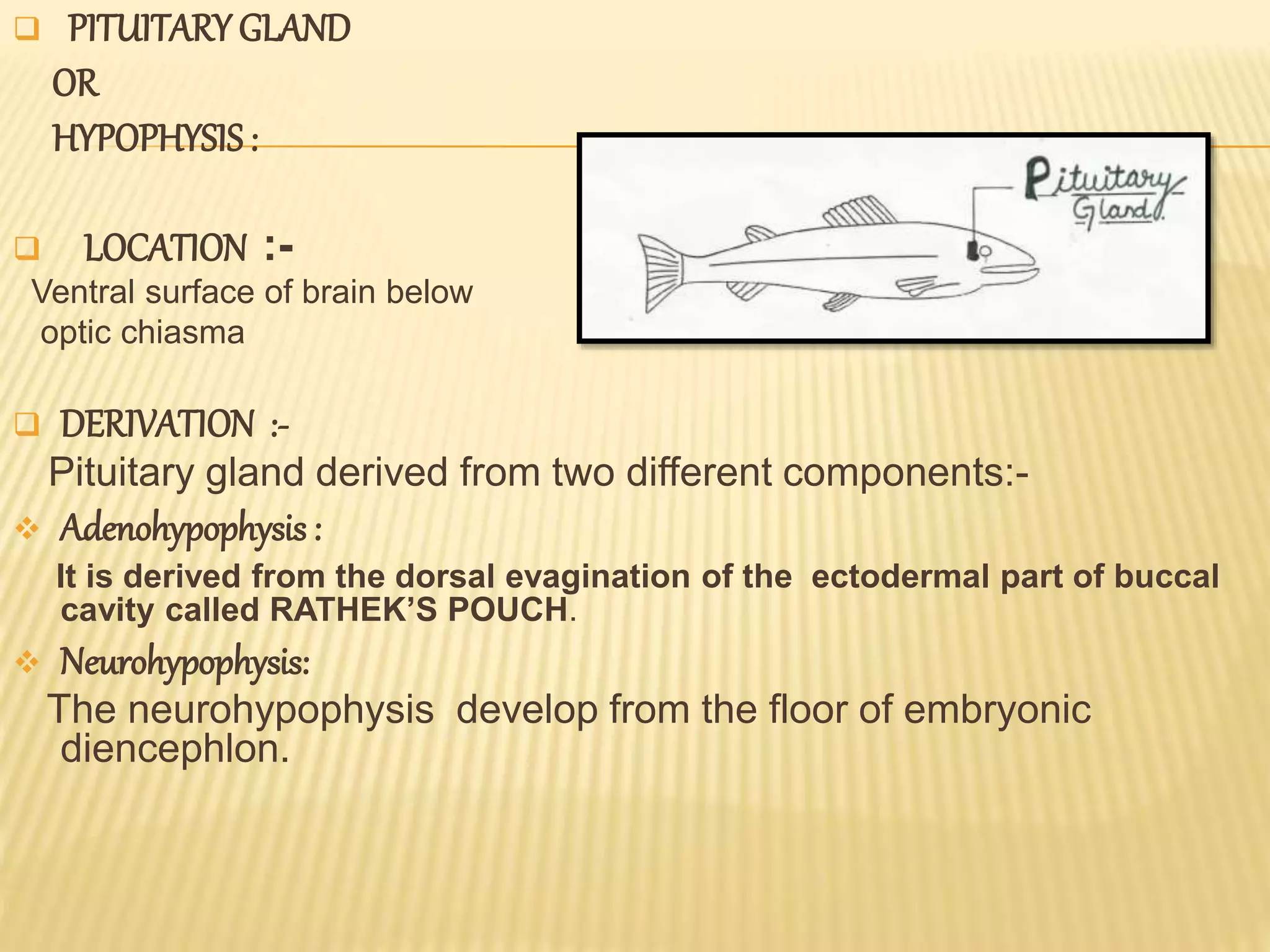 Endocrine system of fishes ppt | PPTX
