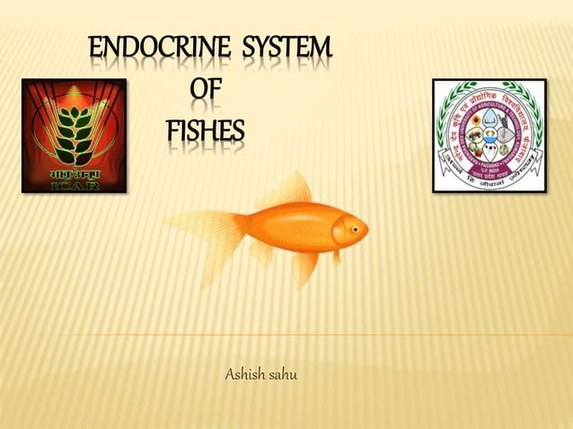 Endocrine system of fishes ppt | PPTX