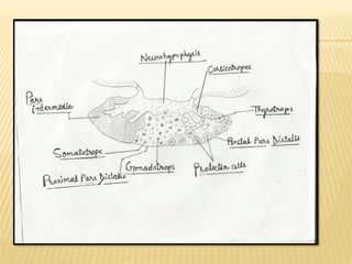 Endocrine system of fishes ppt | PPTX