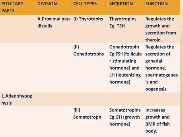 Endocrine system of fishes ppt | PPT