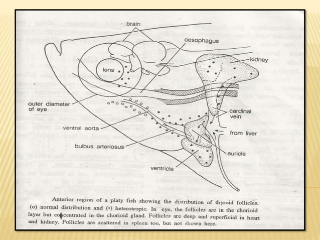 Endocrine system of fishes ppt | PPTX