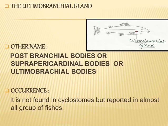 Endocrine system of fishes ppt | PPTX