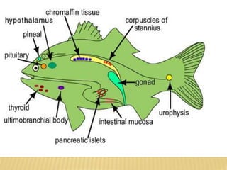 Endocrine system of fishes ppt | PPTX