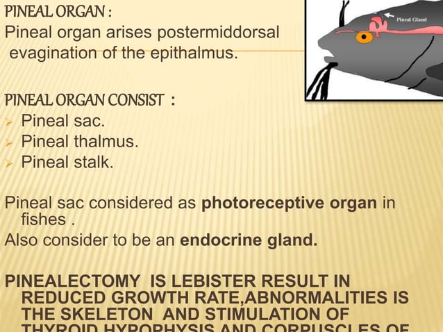 Endocrine system of fishes ppt | PPTX