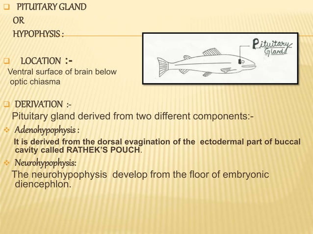 Endocrine system of fishes ppt | PPTX