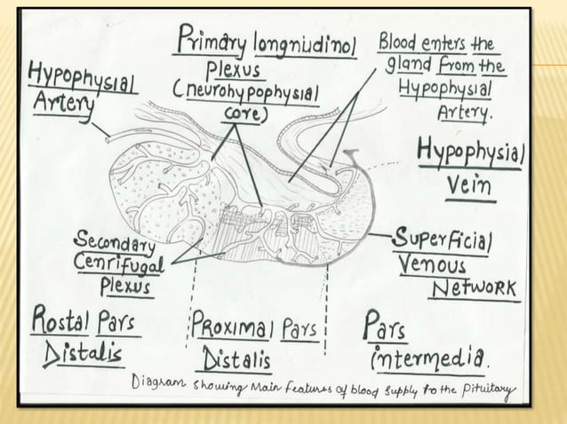 Endocrine system of fishes ppt | PPTX