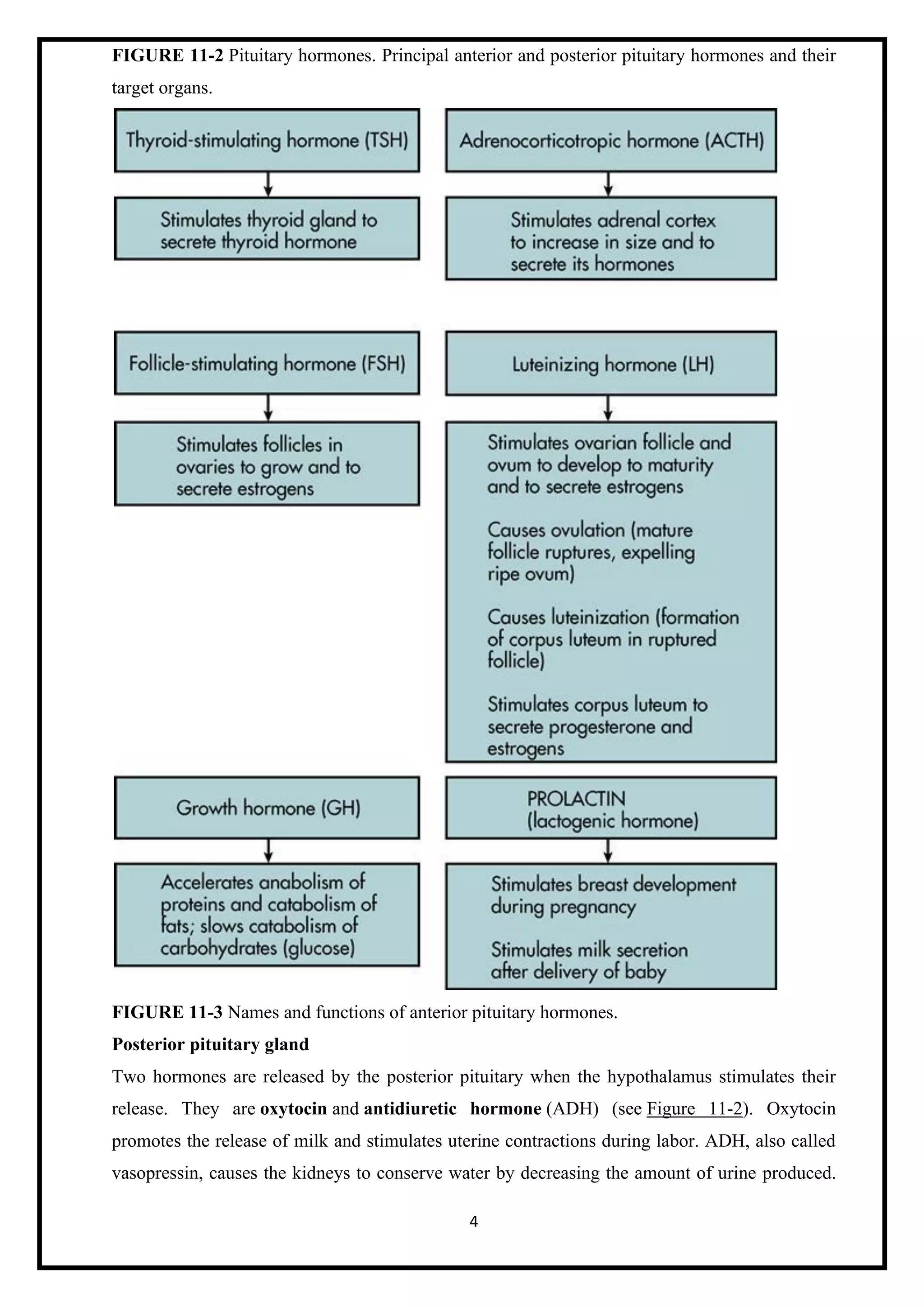 Endocrine system overview | PDF