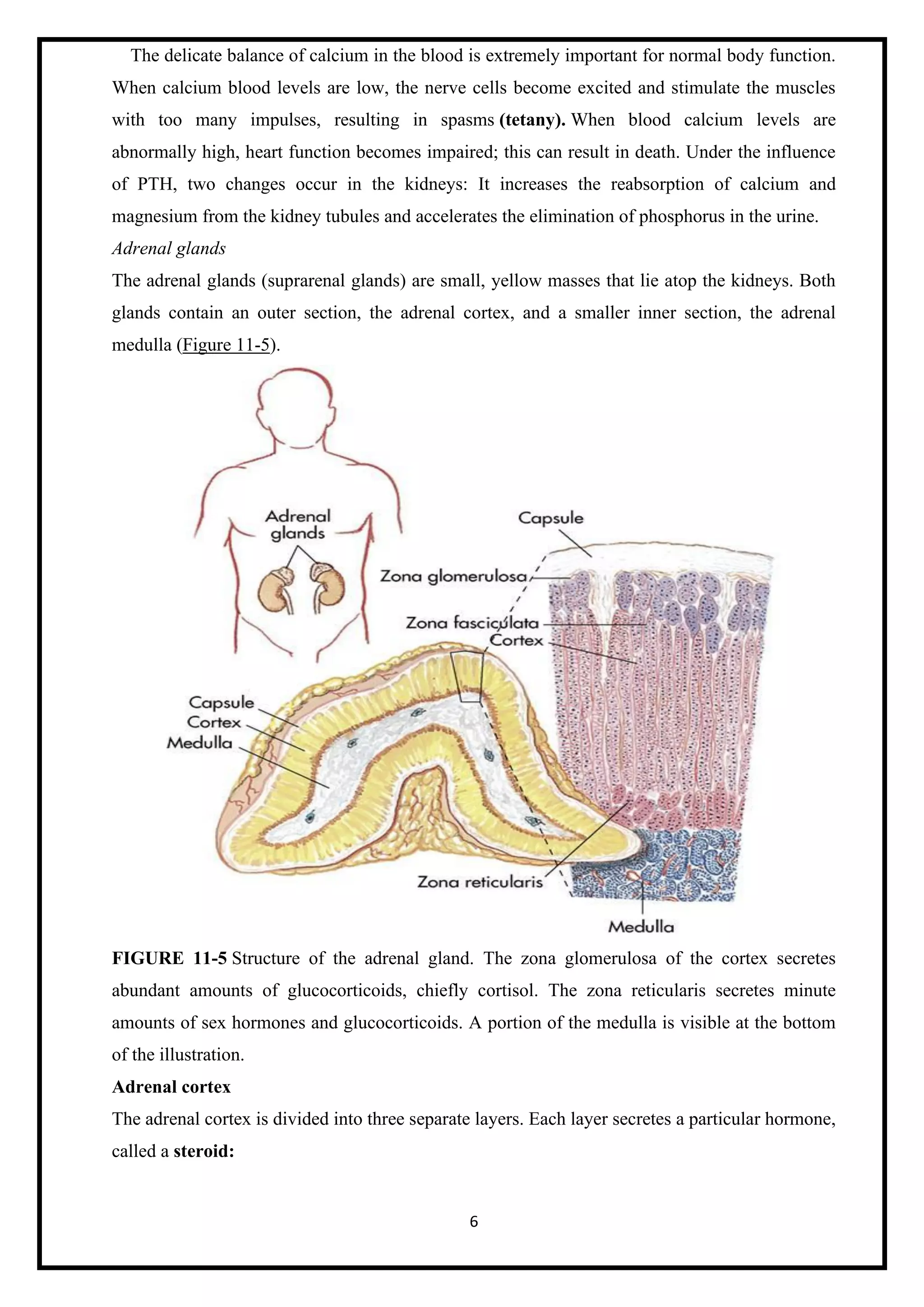 Endocrine system overview | PDF