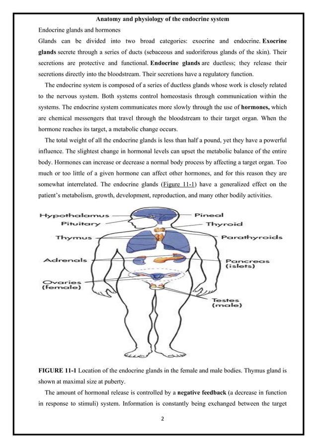 Endocrine system overview | PDF