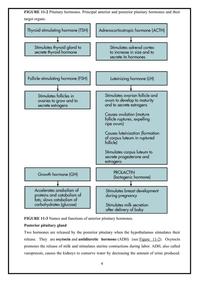 Endocrine system overview | PDF