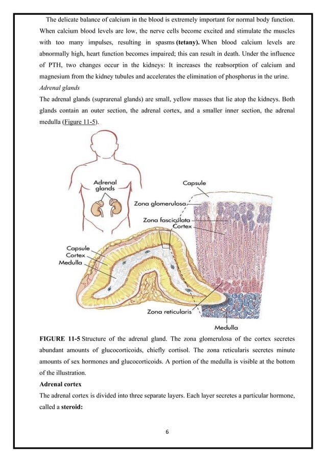 Endocrine system overview | PDF