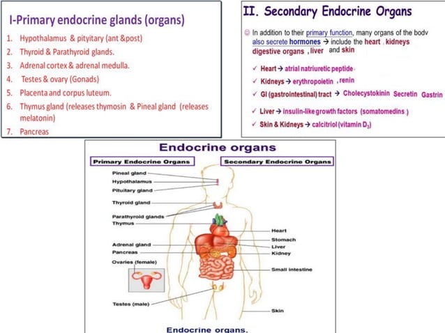 Endocrine system overview Prof. Mohamed Bendary.pdf