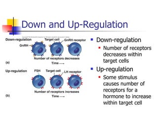 Endocrine system parta | PPT