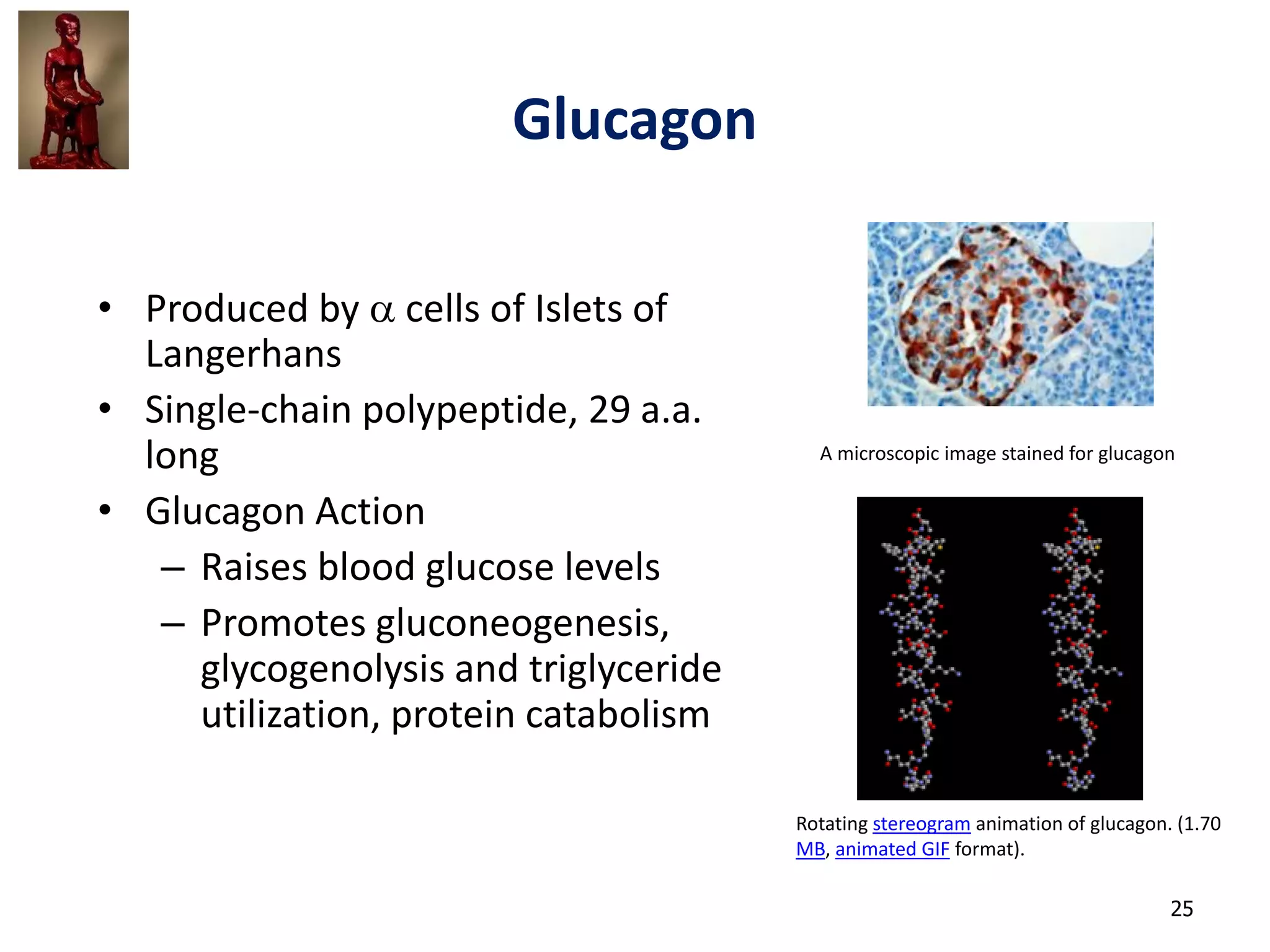 IVMS Endocrine Part III-PATHOPHYSIOLOGY OF DIABETES MELLITUS | PDF