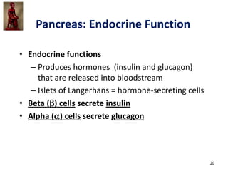 IVMS Endocrine Part III-PATHOPHYSIOLOGY OF DIABETES MELLITUS | PDF