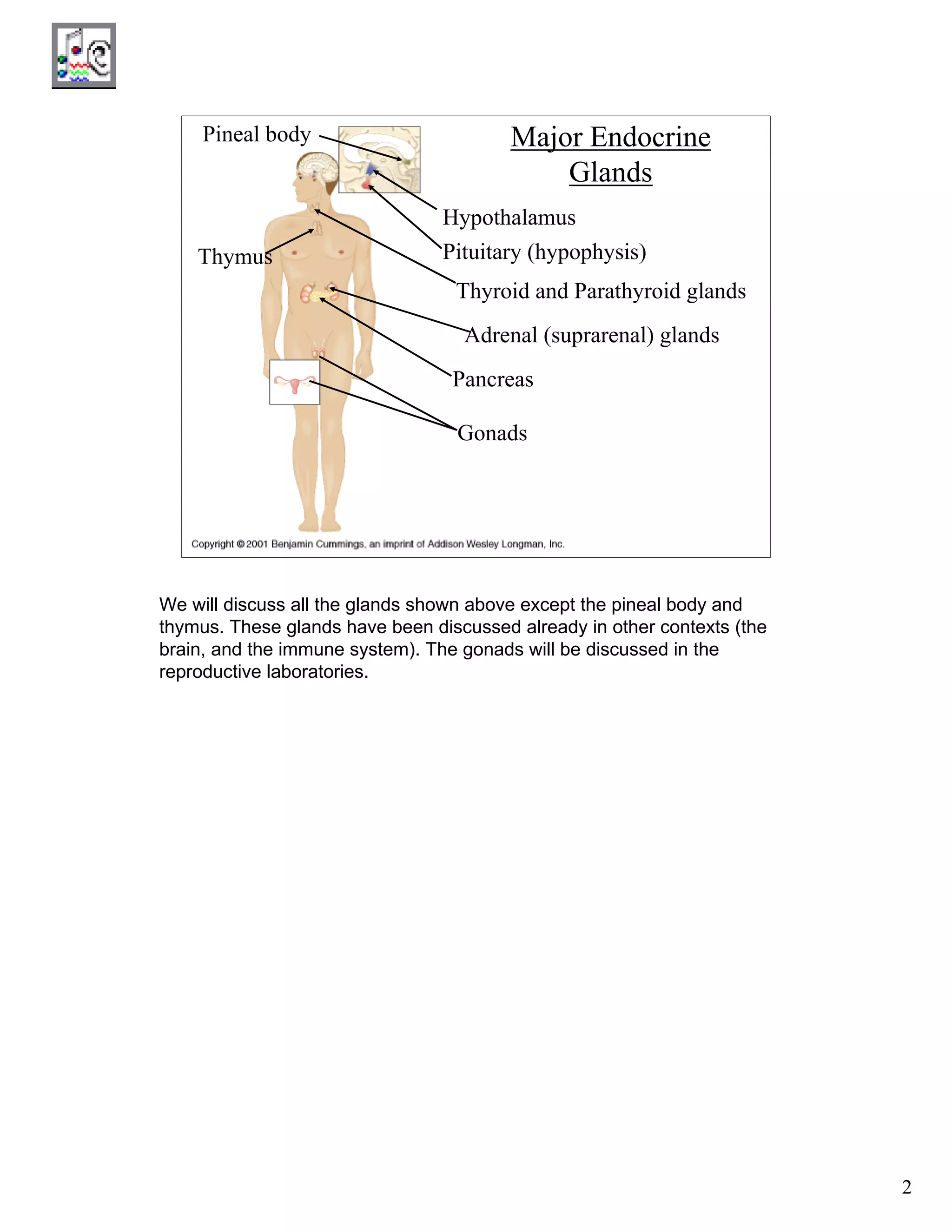 endocrine_system-pdf.pdf