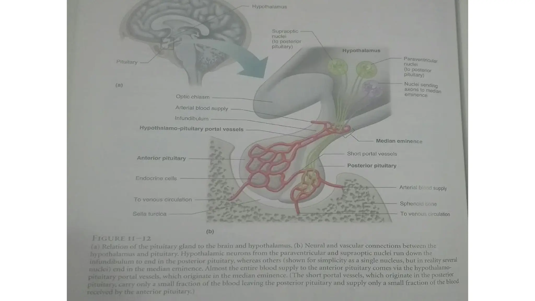 Endocrine System Pitutary and Thyroid Gland.pptx
